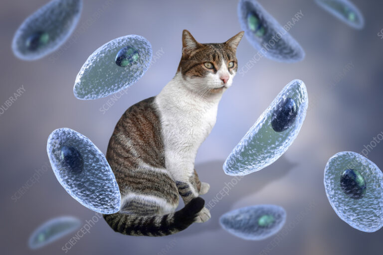 Toxoplasmosis | Dr Qaisar Ahmed MD, DHMS | Best Homeopathic Doctor ...