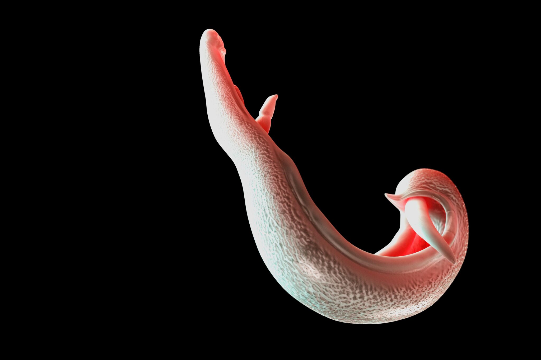 Schistosomiasis - Available Treatment is only Homeopathic by - Dr ...